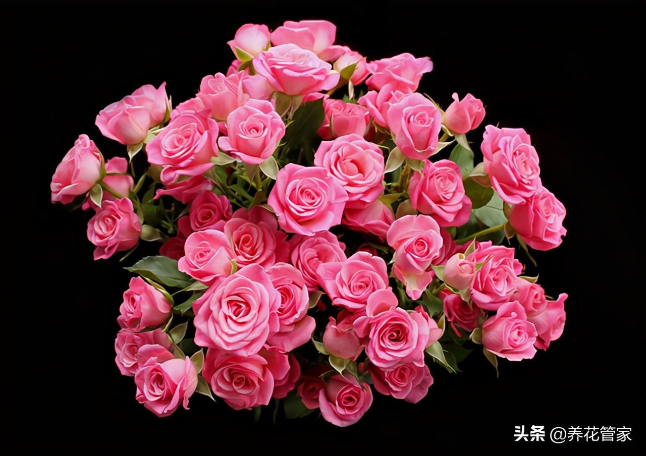 Popular science: five types and characteristics of Chinese rose - iMedia