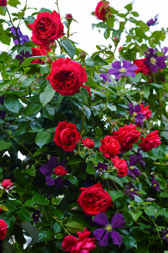 For novices to raise rose, master 4 skills, take off roots and shoots ...