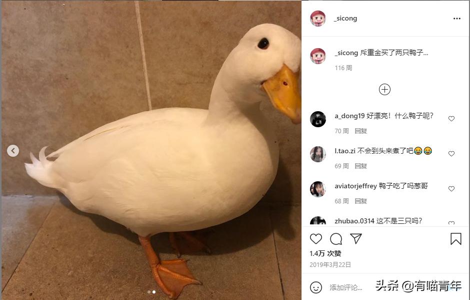 Don't be Wang Sicong's cat, he changes cats as fast as he changes women ...