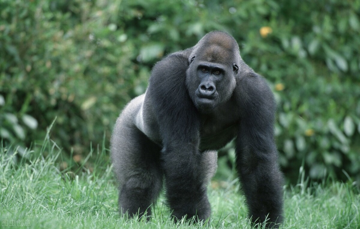 Lifespan ranking of living things-the shortest and immortal life - iNEWS