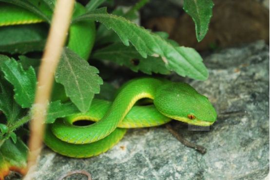 How toxic is the five-step snake?Why does it scare many people?Solved ...