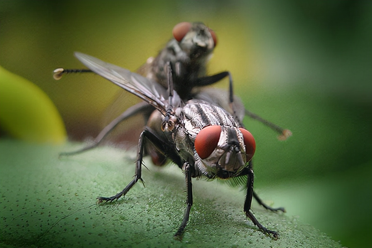 Why do the flies always get their heads down to play?Why can a fly live ...