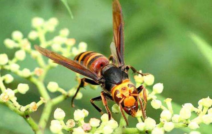 The origin and ecology of "Pokémon": Can't the big needle bee produce ...