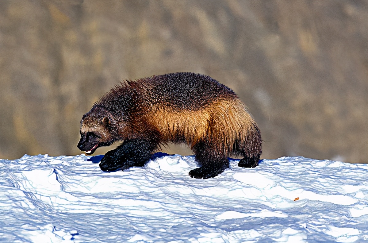 There are 3 kinds of beasts in Xinjiang, they are very rare, can't be ...