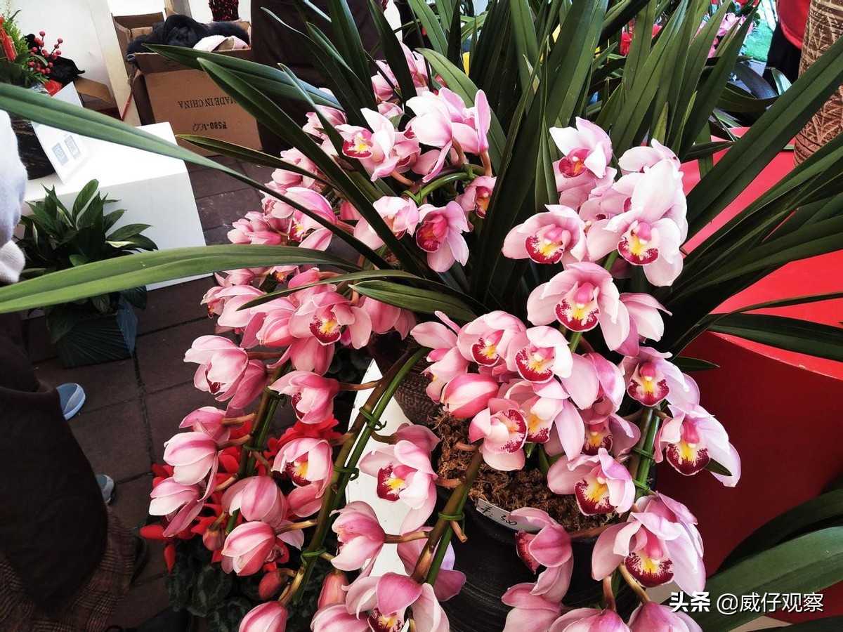 It is known as "the imperial concubine among the orchids", which will ...