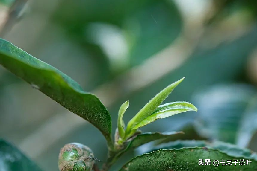 The world is sweeter and wilder than Dingzhen! A thousand acres of ...