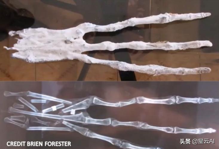 Nazca alien mummy, an amphibian with three fingers and toes - iMedia