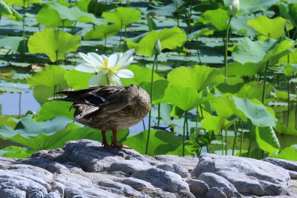 Lotus Pond Sunny Roast Duck - iMedia