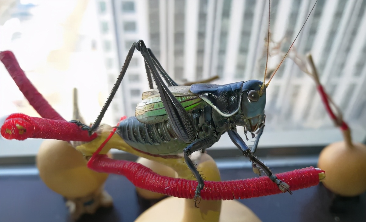 Does the grasshopper recognize people? Why does it hurt itself?How many ...