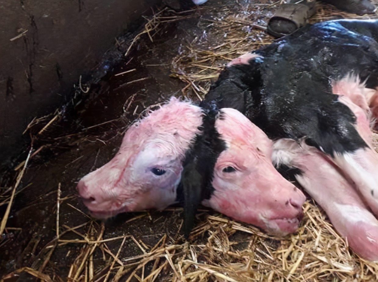 There are two-headed cow cubs in North Macedonia with 4 eyes and 2 ...
