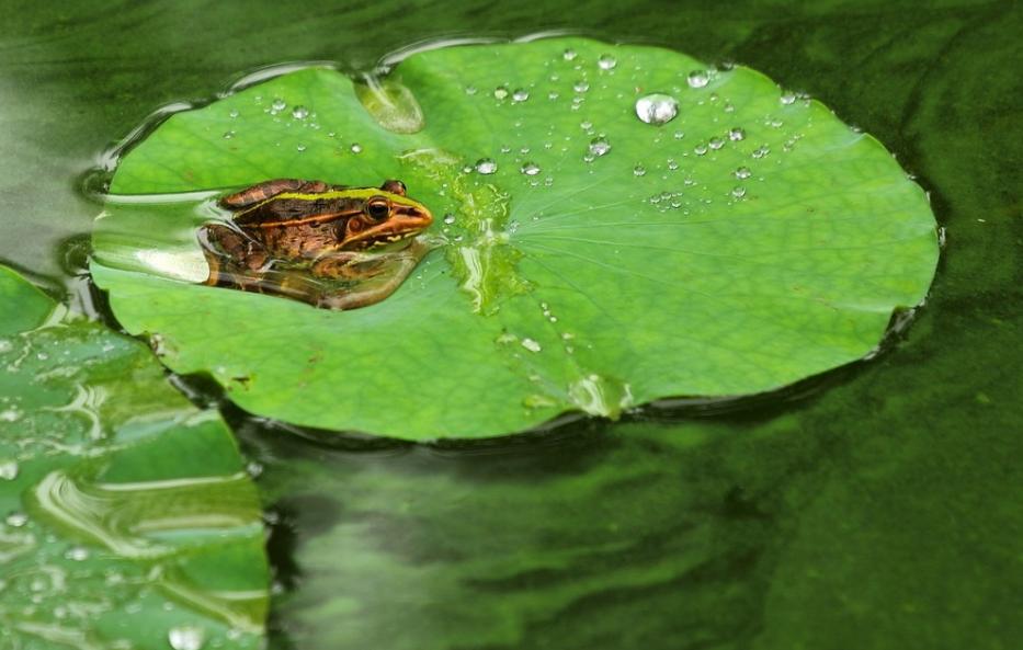 The sound of night frogs and the sound of rain, listening to the frogs ...