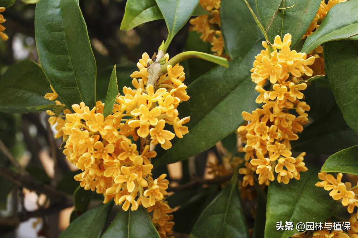 How to raise osmanthus potted plants - iNEWS