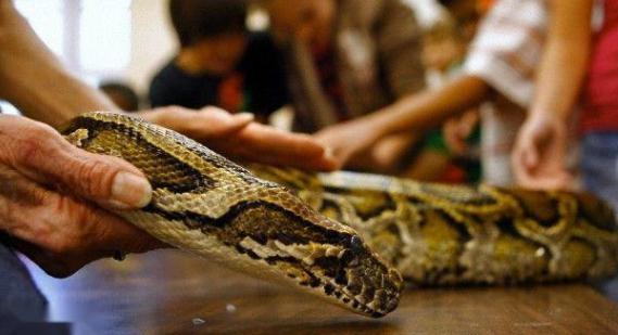 Burmese pythons are prevalent in the United States, and a large number ...