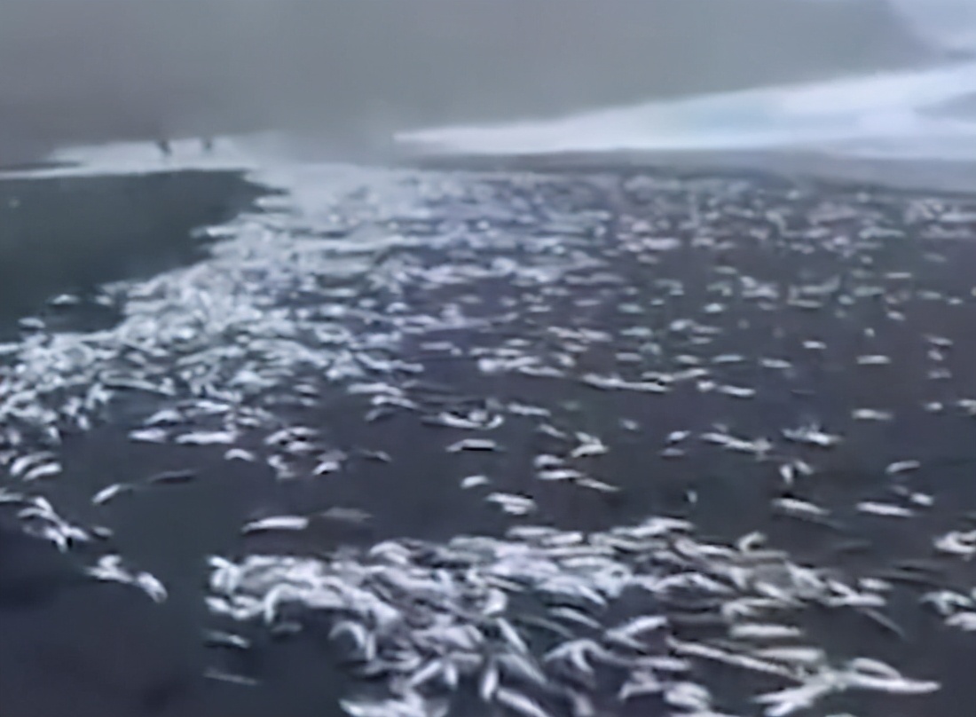 Large tracts of dead fish appearing on Japanese beaches, stretching for ...