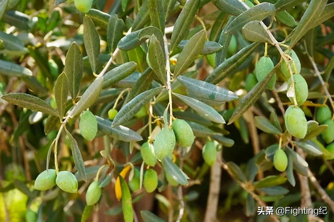 Not all olives called "olives" - iMedia