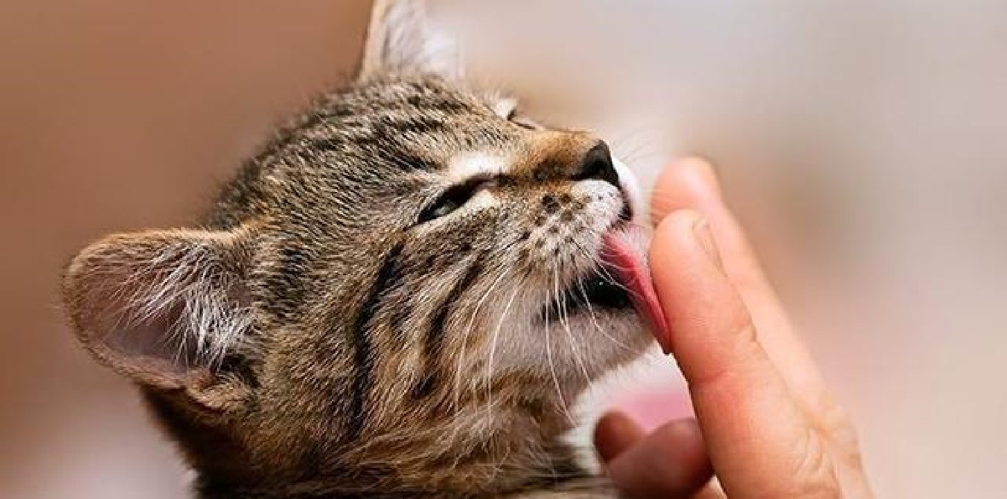 What does the barb of a male cat do?Why do you intentionally scratch ...