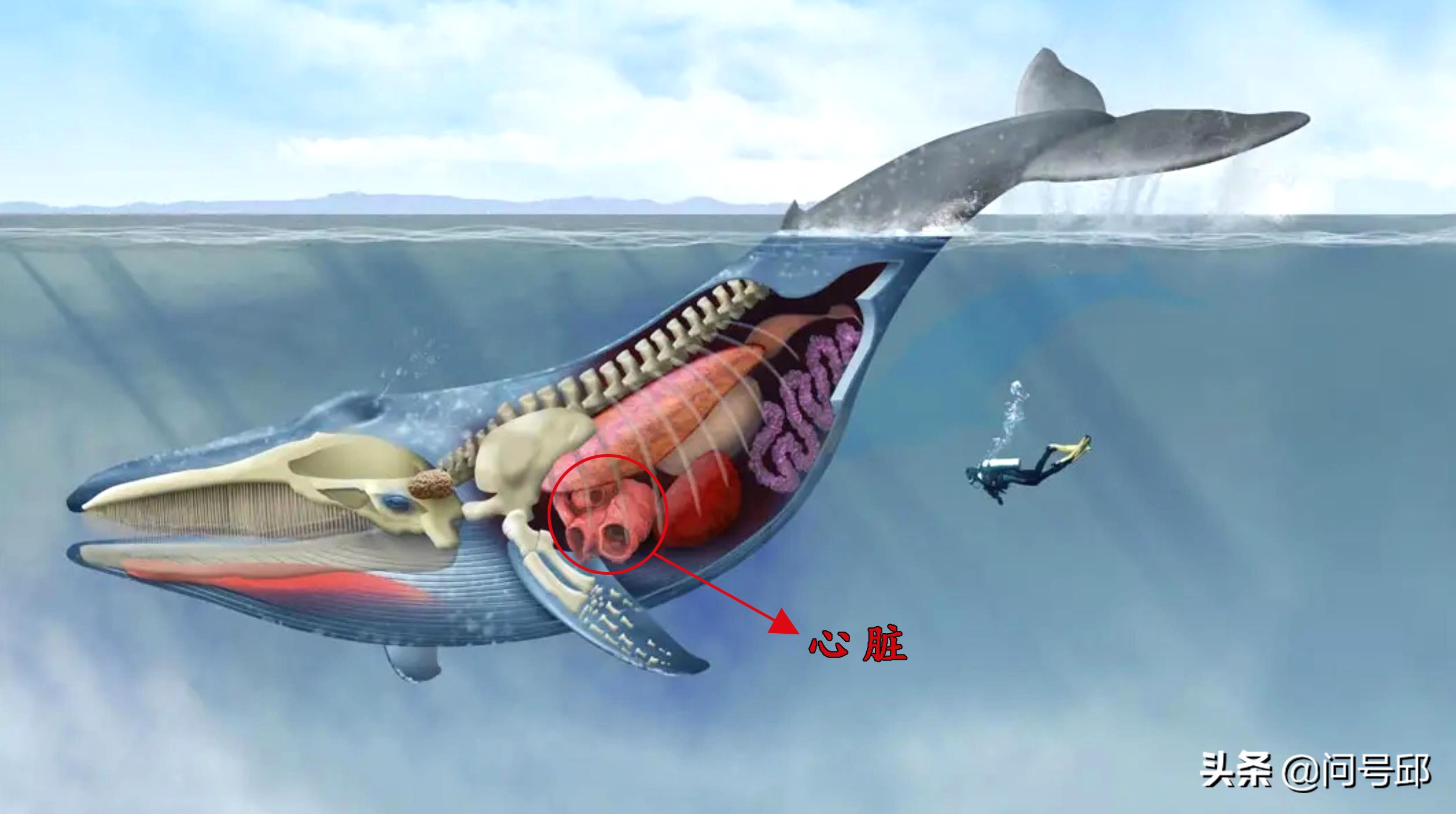 6 strange animals in the animal kingdom, they have more than one heart ...