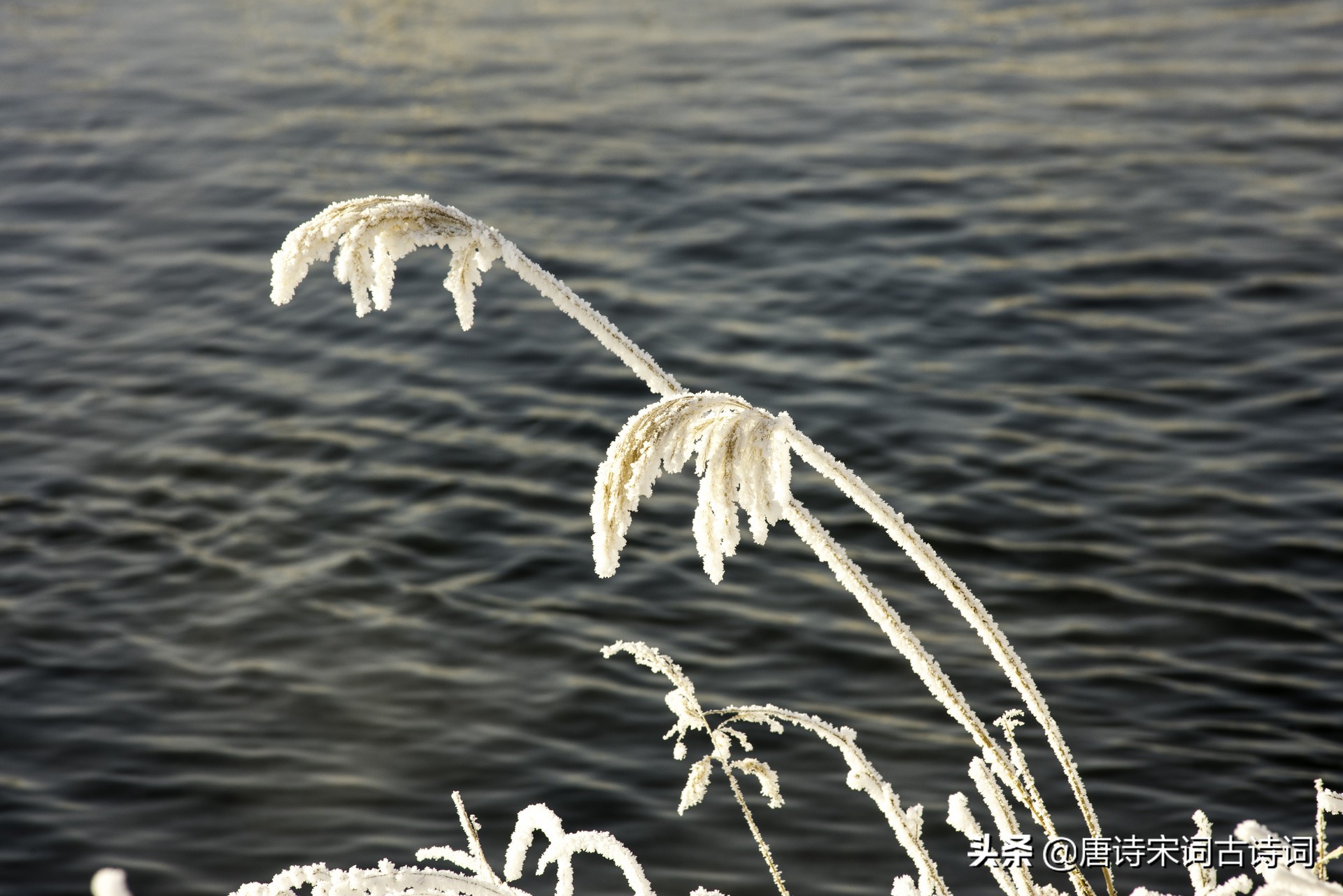 Xiaoxue Solar Terms, Appreciation of "Little Snow" by Dai Shulun in the ...