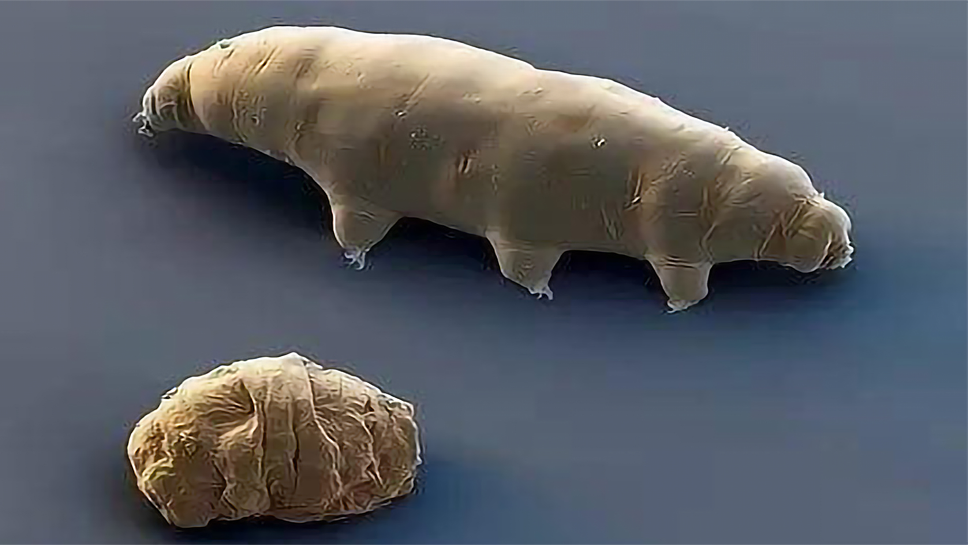 The most tenacious creature on earth: it can survive even in outer ...