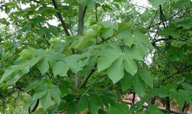 The plane trees all over the streets of Shanghai are neither plane ...