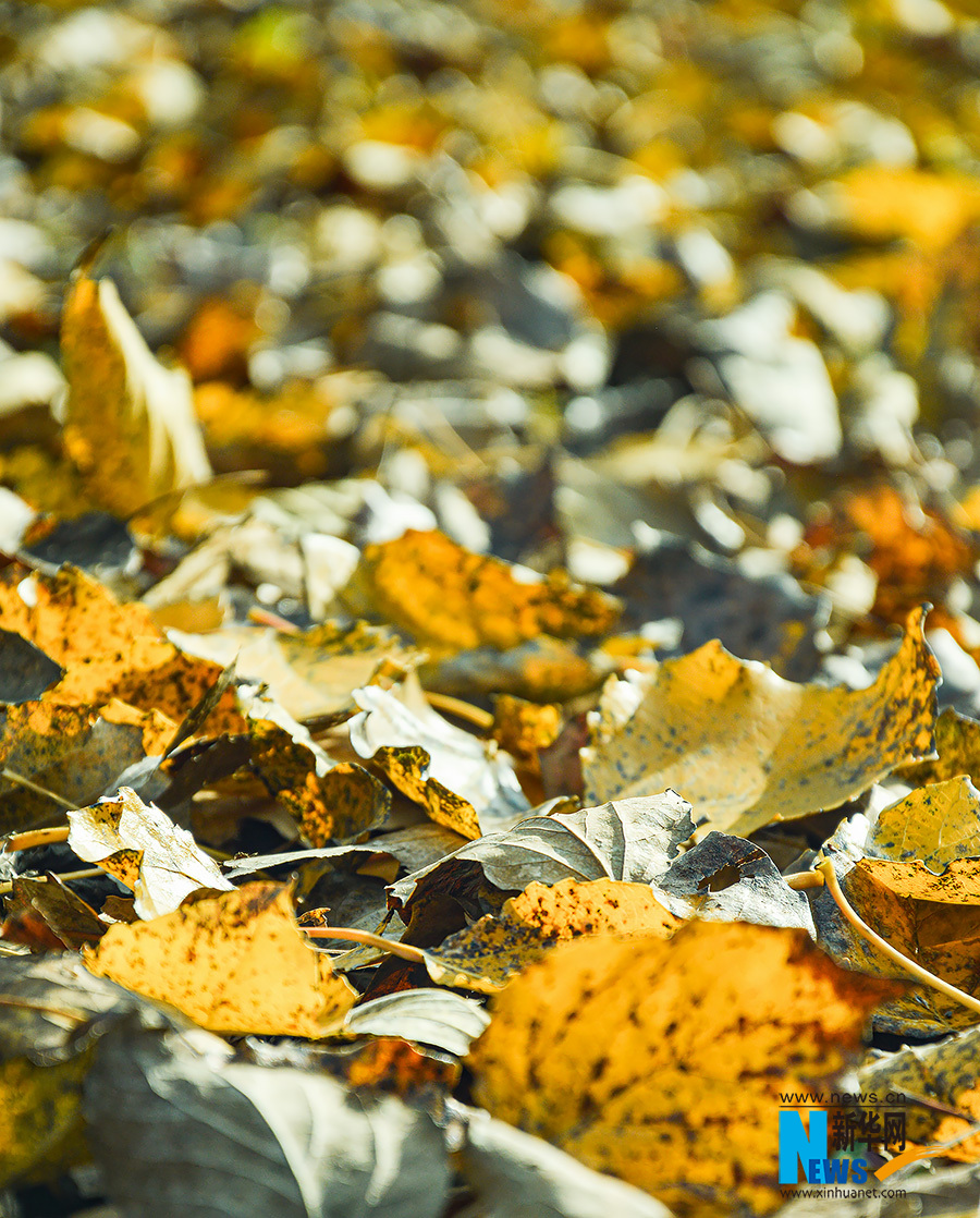 Part of the colorful-leaf tree species in Beijing Botanical Garden ...
