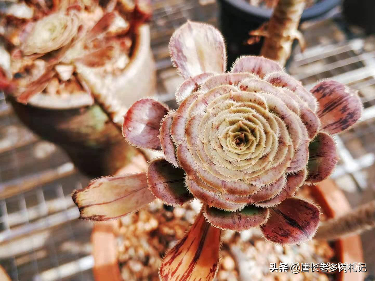 Autumn is here, and it's already on the agenda to change the pots for ...