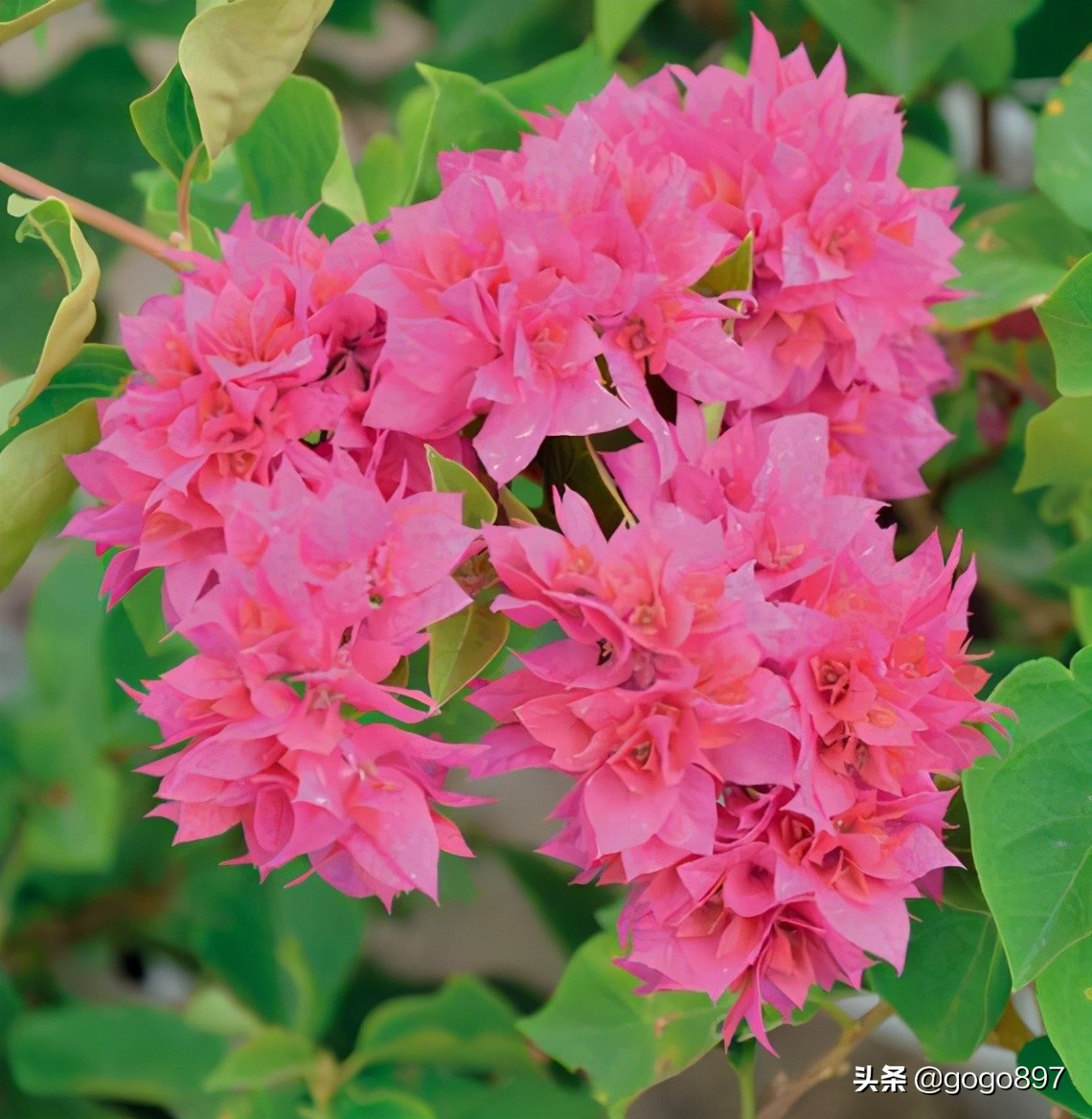 The beauty of triangle flowers - iMedia