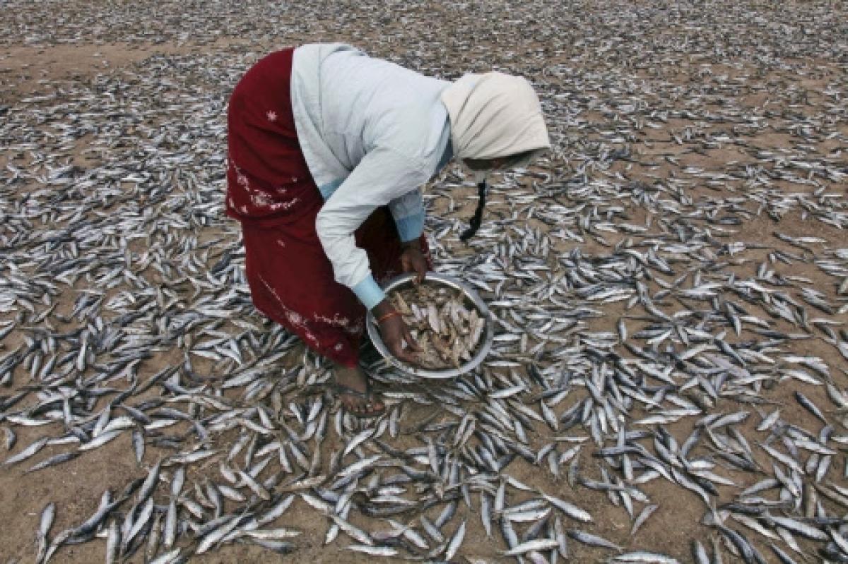 Tens of thousands of fish fell from the sky with the heavy rain. How ...