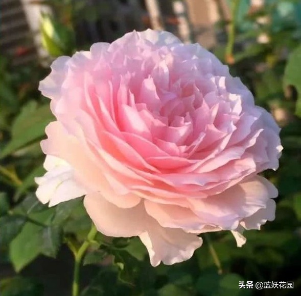 What's the matter with withered and deformed rose buds?These 3 points ...