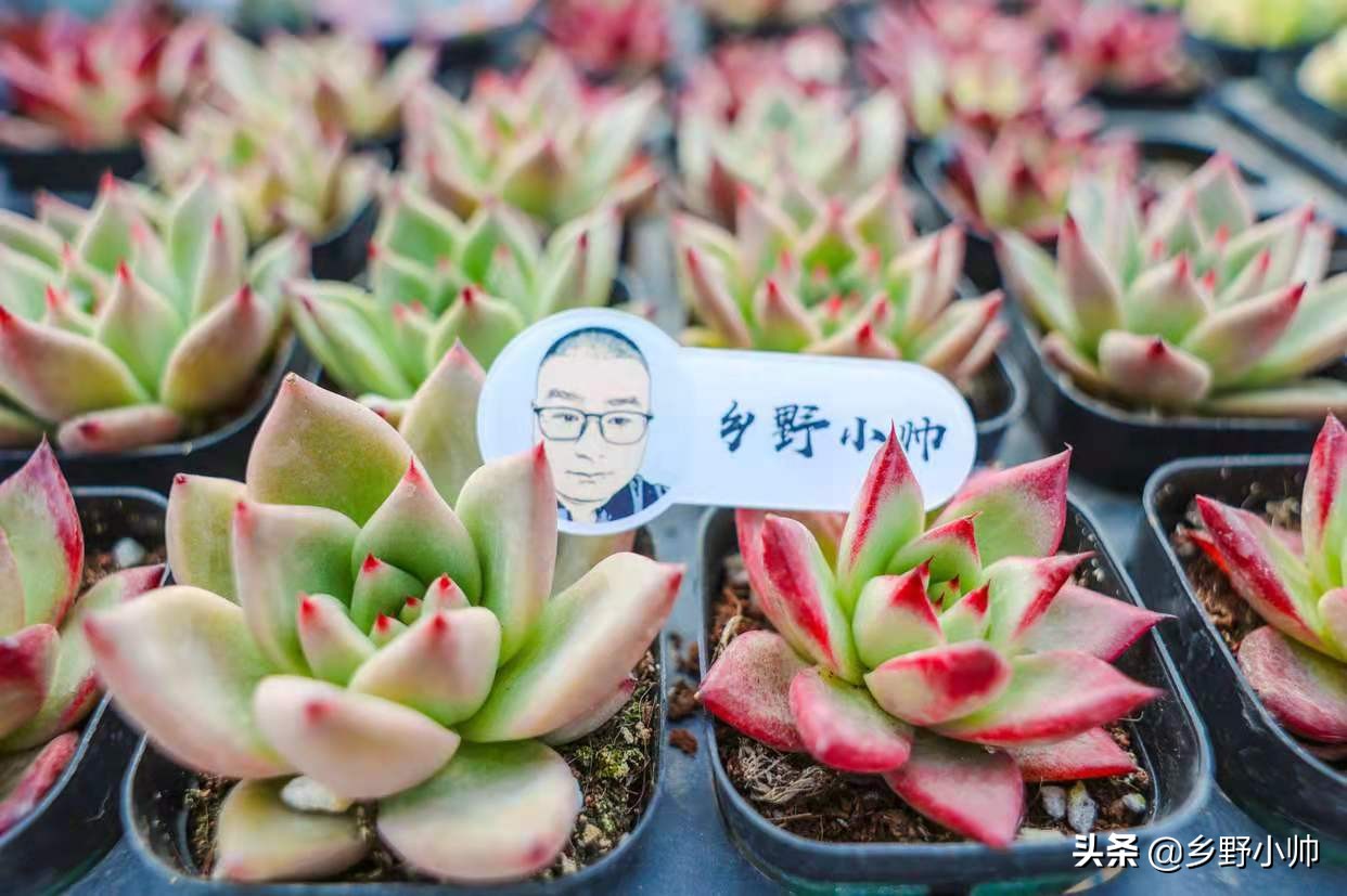 Confirmed the eyes, met the right you, and talked about the succulents ...
