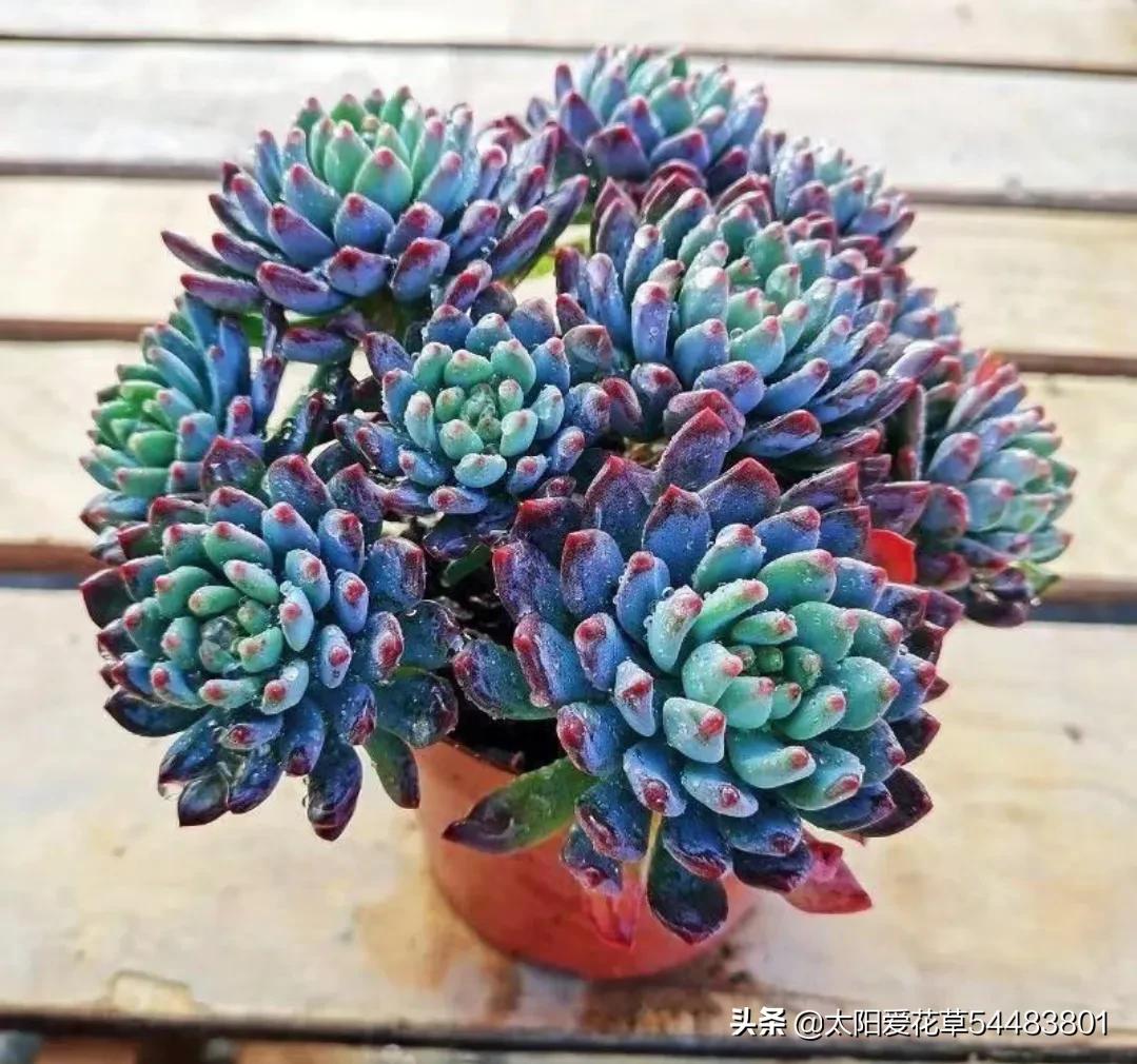 Succulent blue apples and Ji Yuyue are really easy to raise. It's cold ...