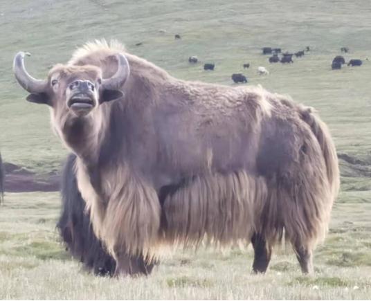 Are yaks wild?Able to fight wolves and bears, fierce courtship ...
