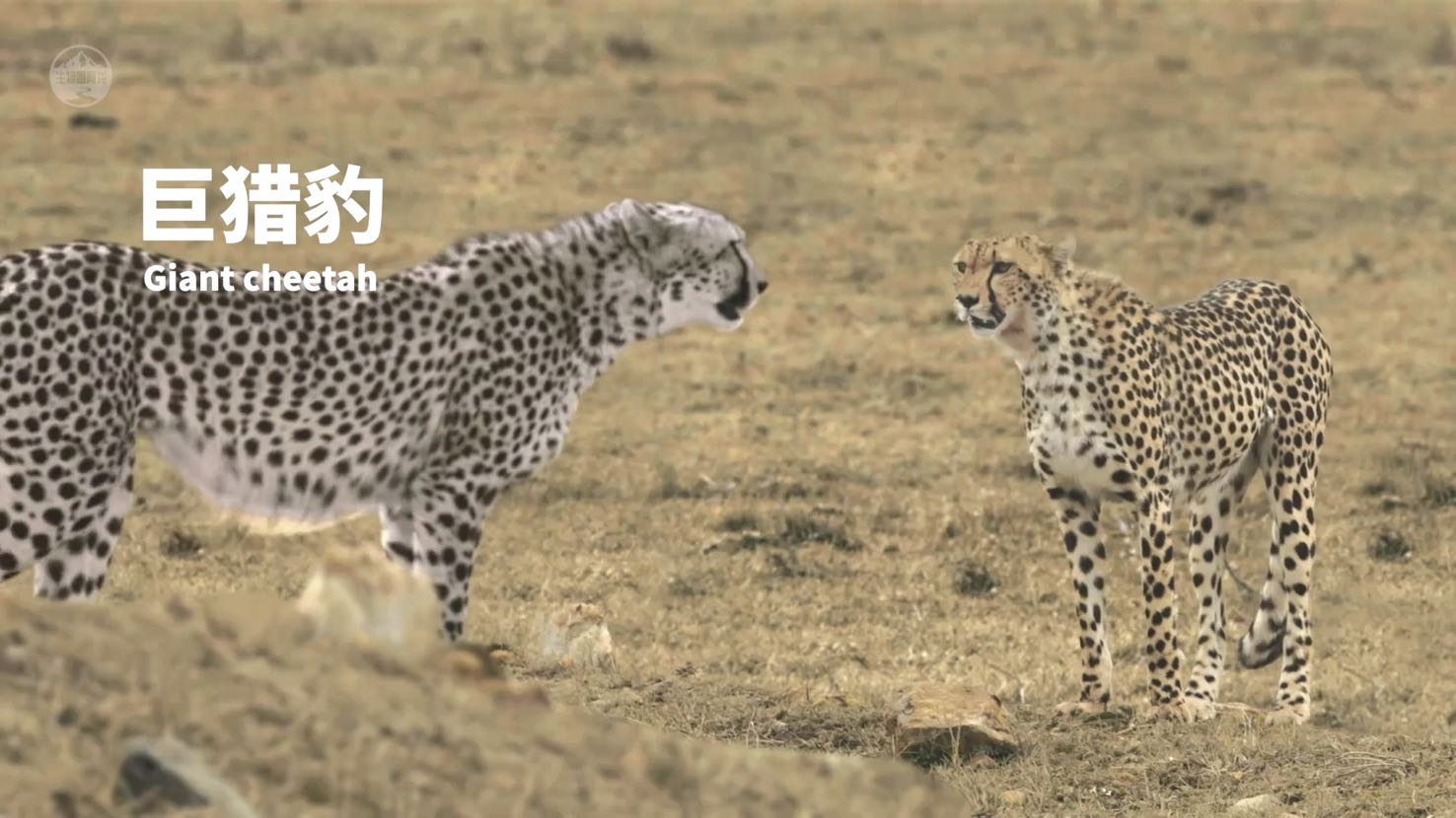 Cheetah: The fastest predator on the surface, but the surface scenery ...