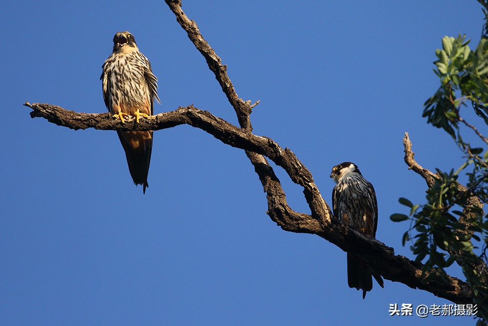 Lightning in the Sky-Yan Falcon - iMedia