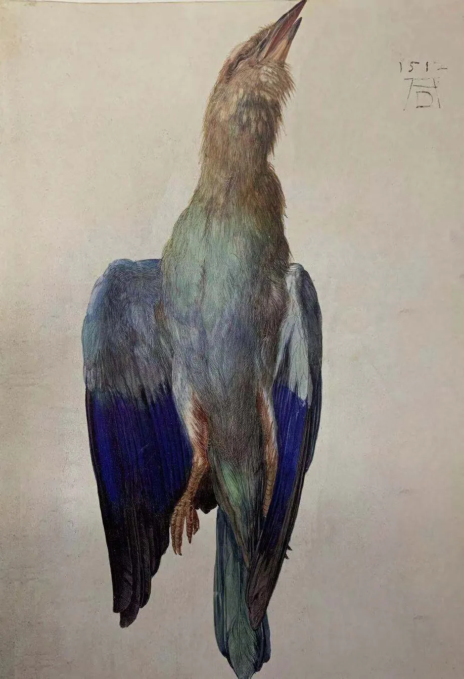 Master Classic Animals (3) Albrecht Durer - iNEWS