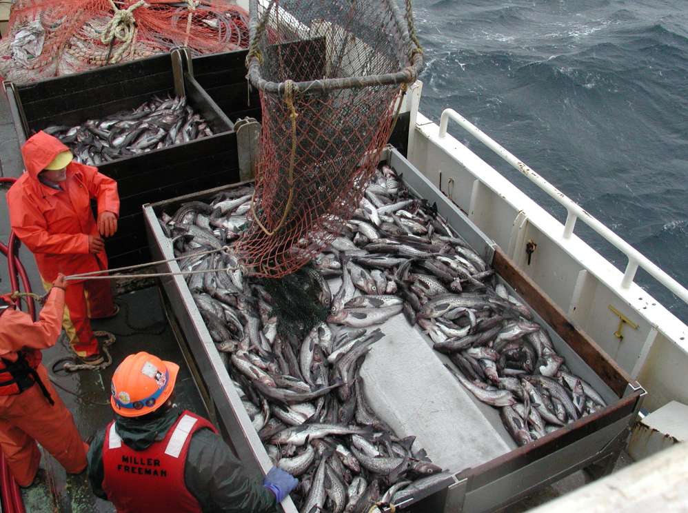 South Korea's "life-saving fish" can be eaten in any part. Why are ...