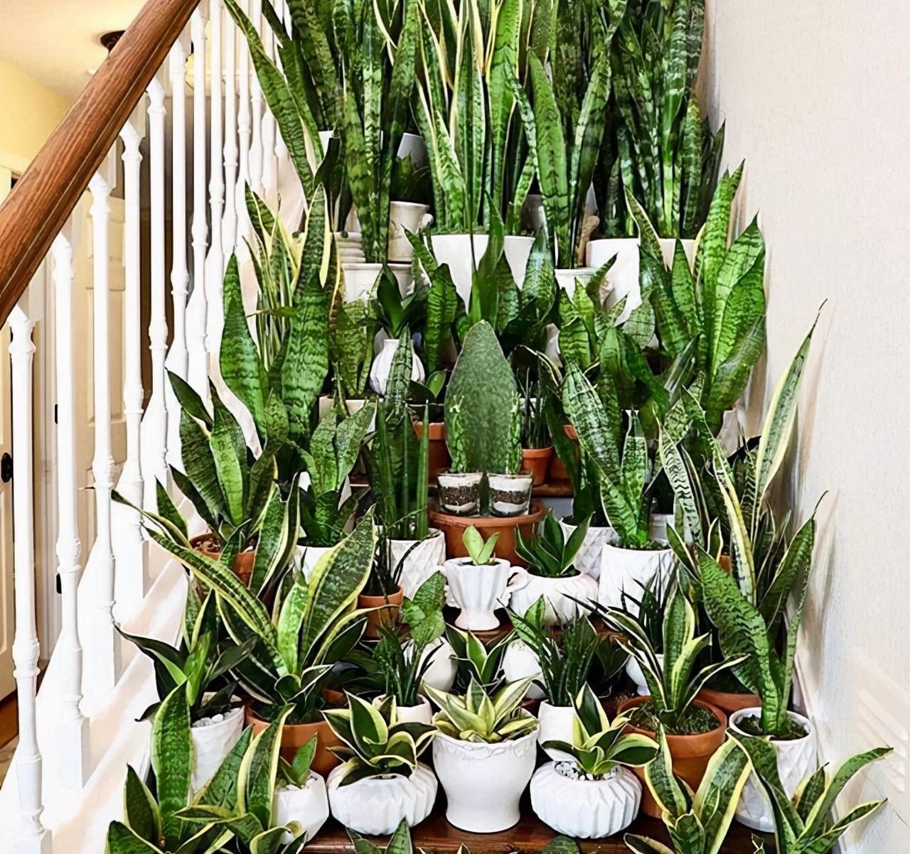 Tiger Pilan has "3 Happiness and 2 Fear", no wonder it doesn't like to ...