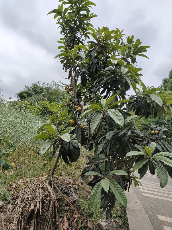 Tour Jianyang Sancha Lake - iNEWS