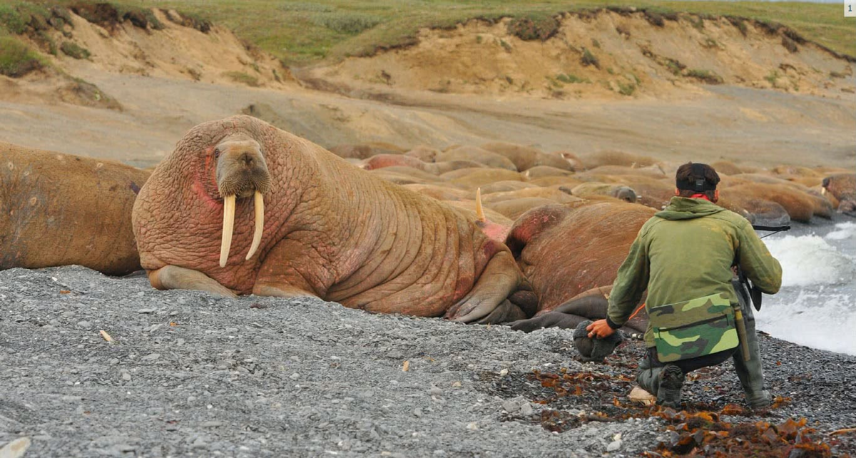 Walrus: a special kind of "chain armor", rarely pierced by guns - iNEWS