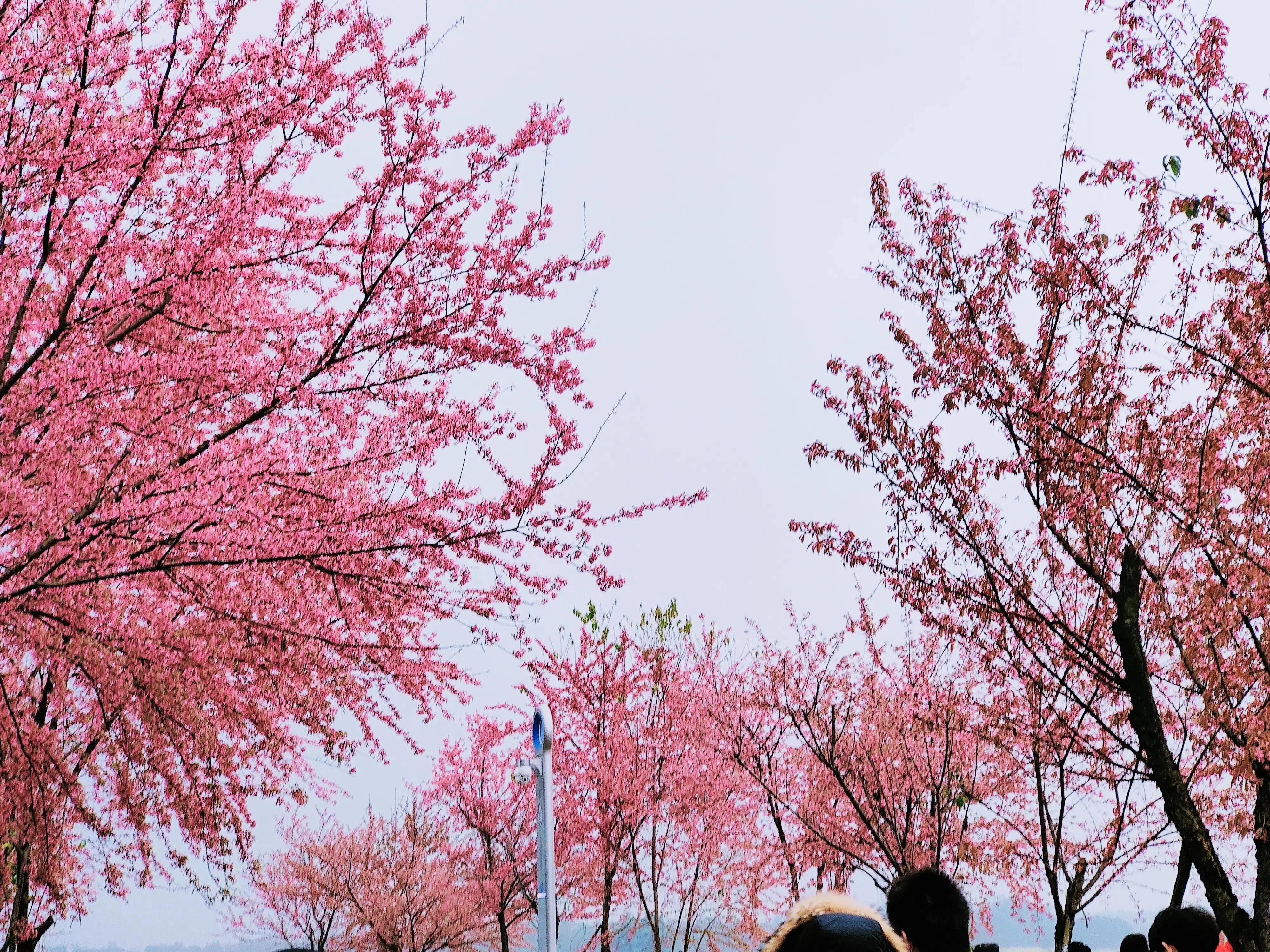 Cherry Blossoms in Chengdu - iNEWS