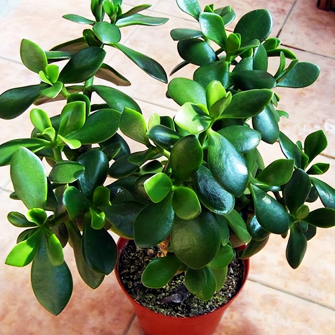 Raising yushu, do 4 things well in spring, the leaves are dark green ...