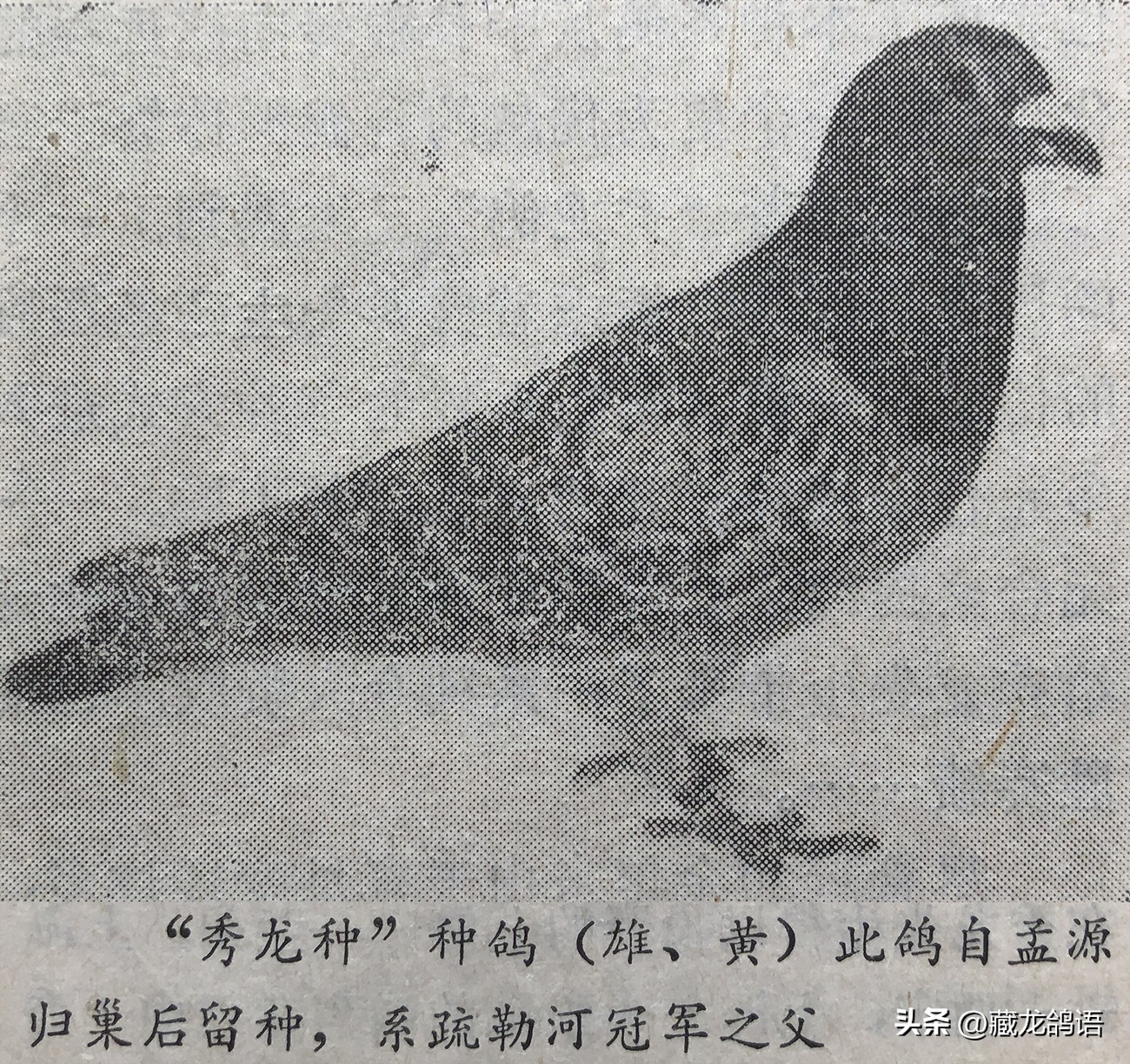 This is a master who started with "Li Bird Tianluo" but surpassed Li ...