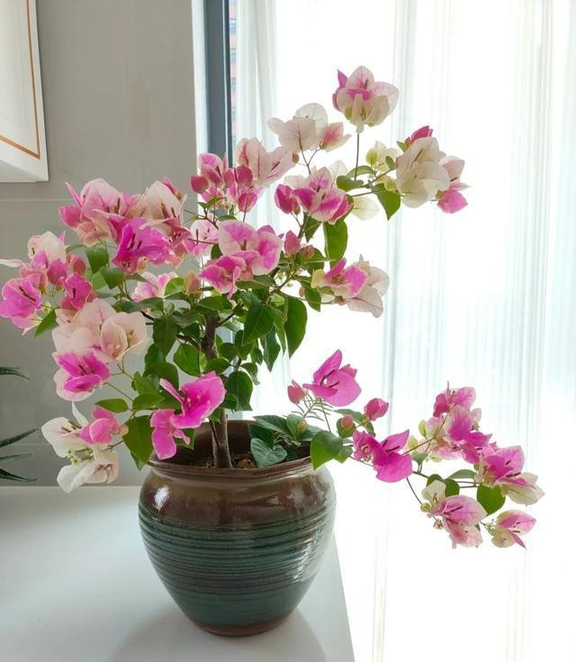 As the saying goes, "Don't give four flowers to others, or they will ...