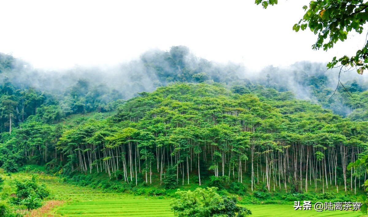 Yibang: Known together with Yiwu Mountain in ancient times, it is now ...