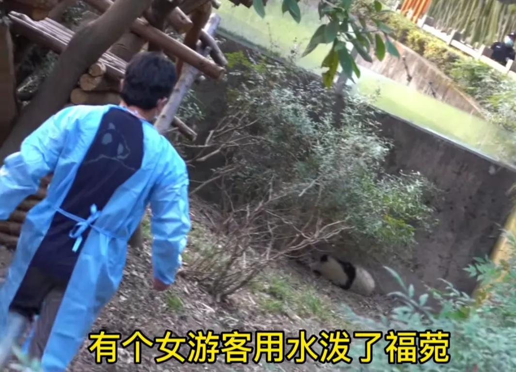 The panda Fu Wan was neglected because of her birth disability. She was ...