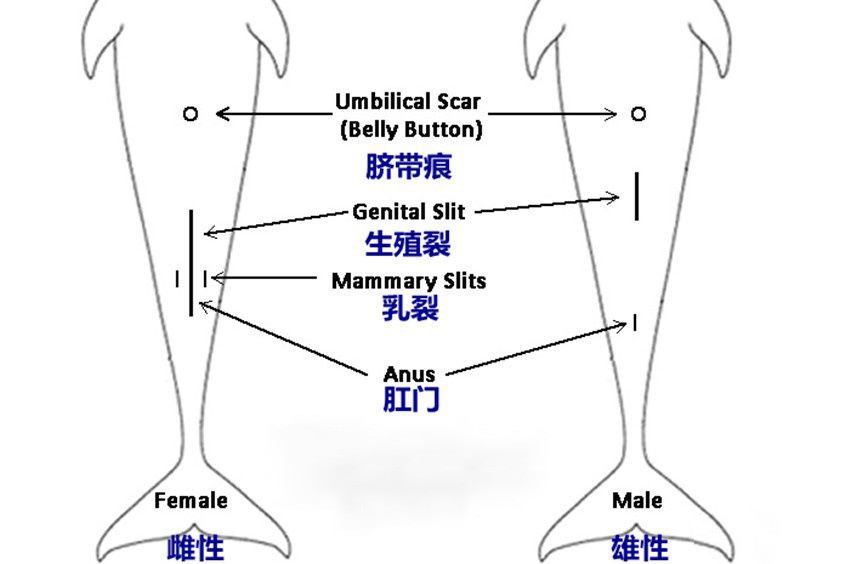 What does whale milk taste like?Many mammals can drink milk, why do ...