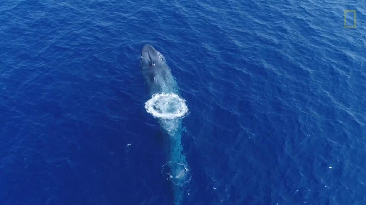 The Mystery of Ocean Diamonds: Why Are Blue Whales So Precious With 2 ...