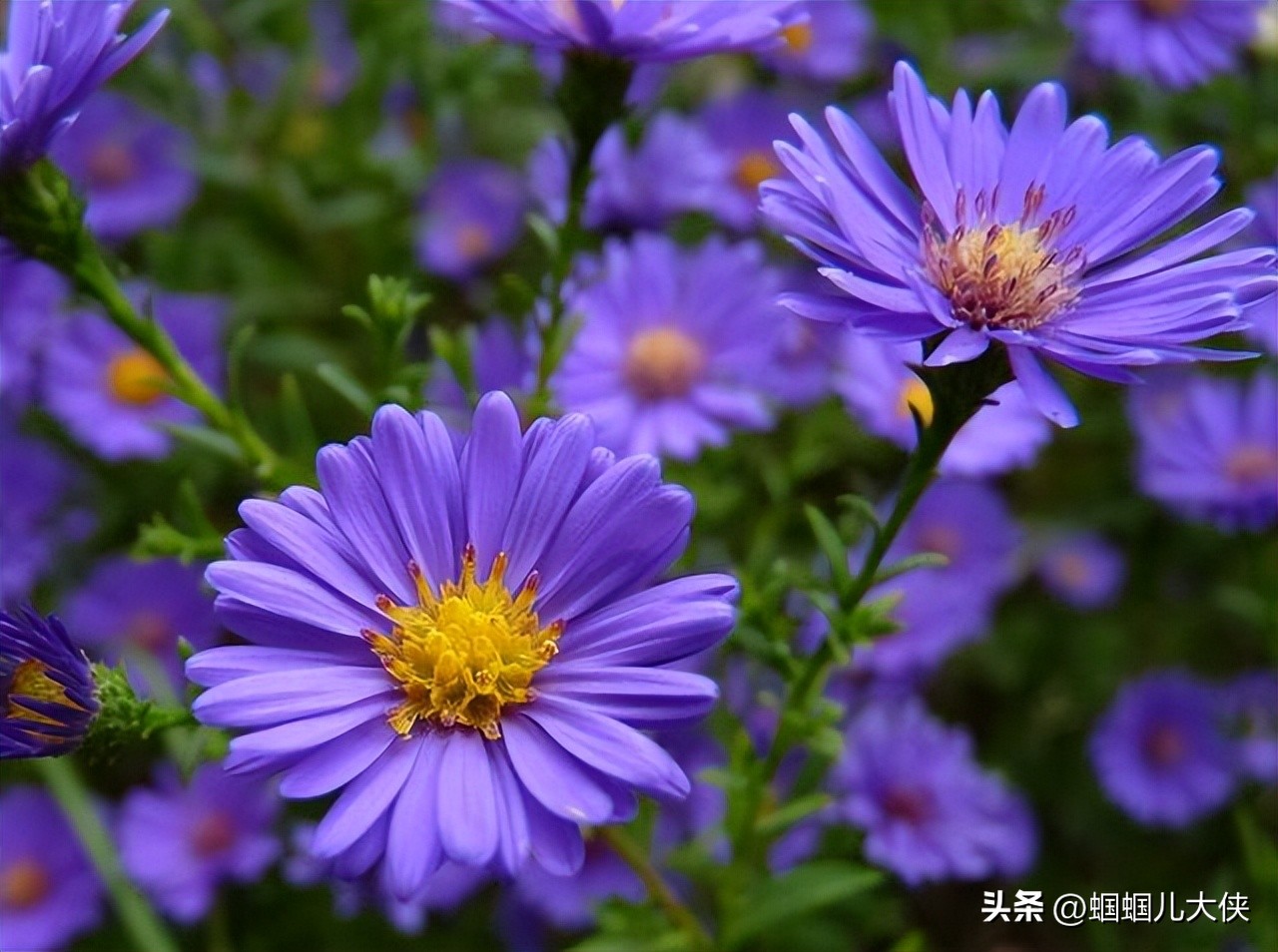 I started to appreciate this kind of flower in September. The colorful ...