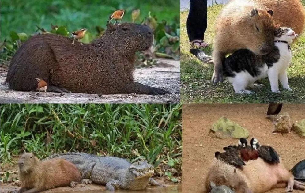 I really like the capybara's state of being dead when it's dead, and ...