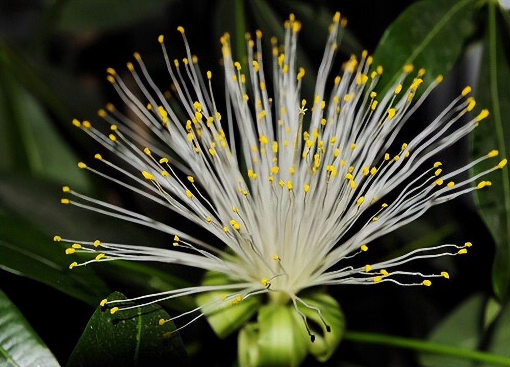 The Secret of the Fortune Tree Blooming, Bringing You Fortune - iNEWS